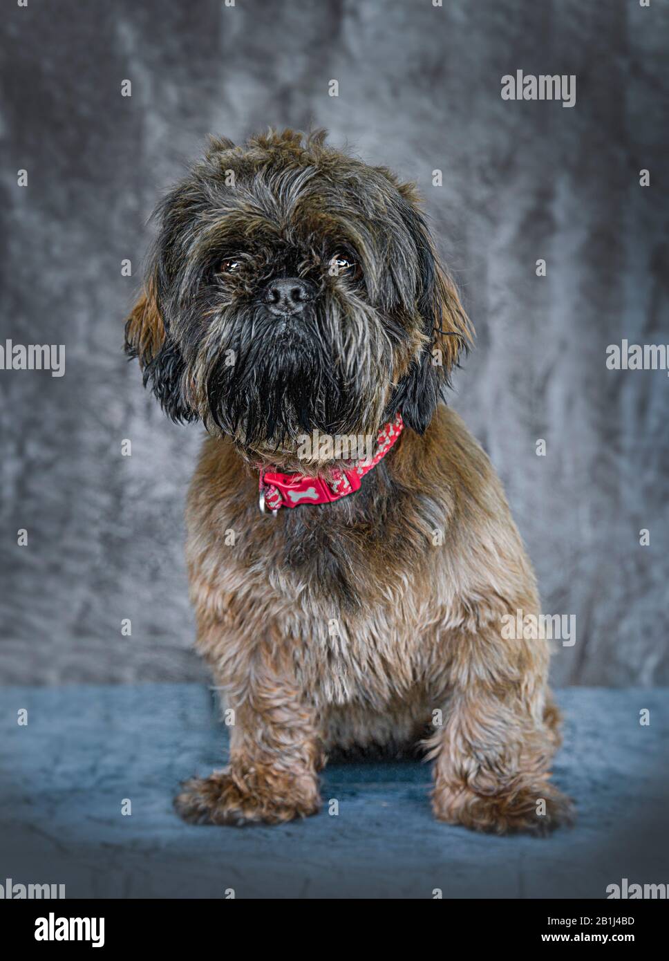 Cute dog Portrait Photograph of a cross Stock Photo - Alamy