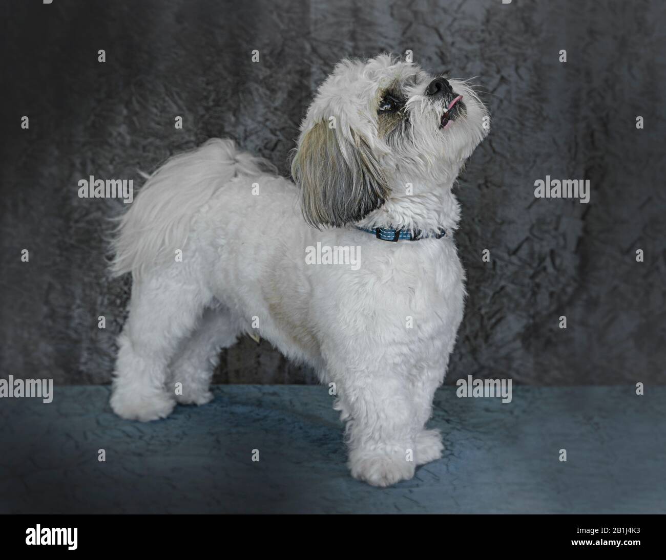 Cute dog Portrait Photograph of a Lhasa Apso Stock Photo - Alamy
