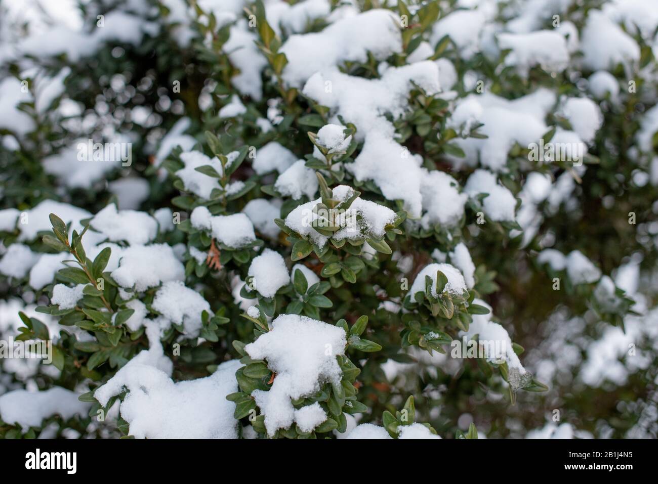 Bush green snow. Snow on a green bush Stock Photo - Alamy