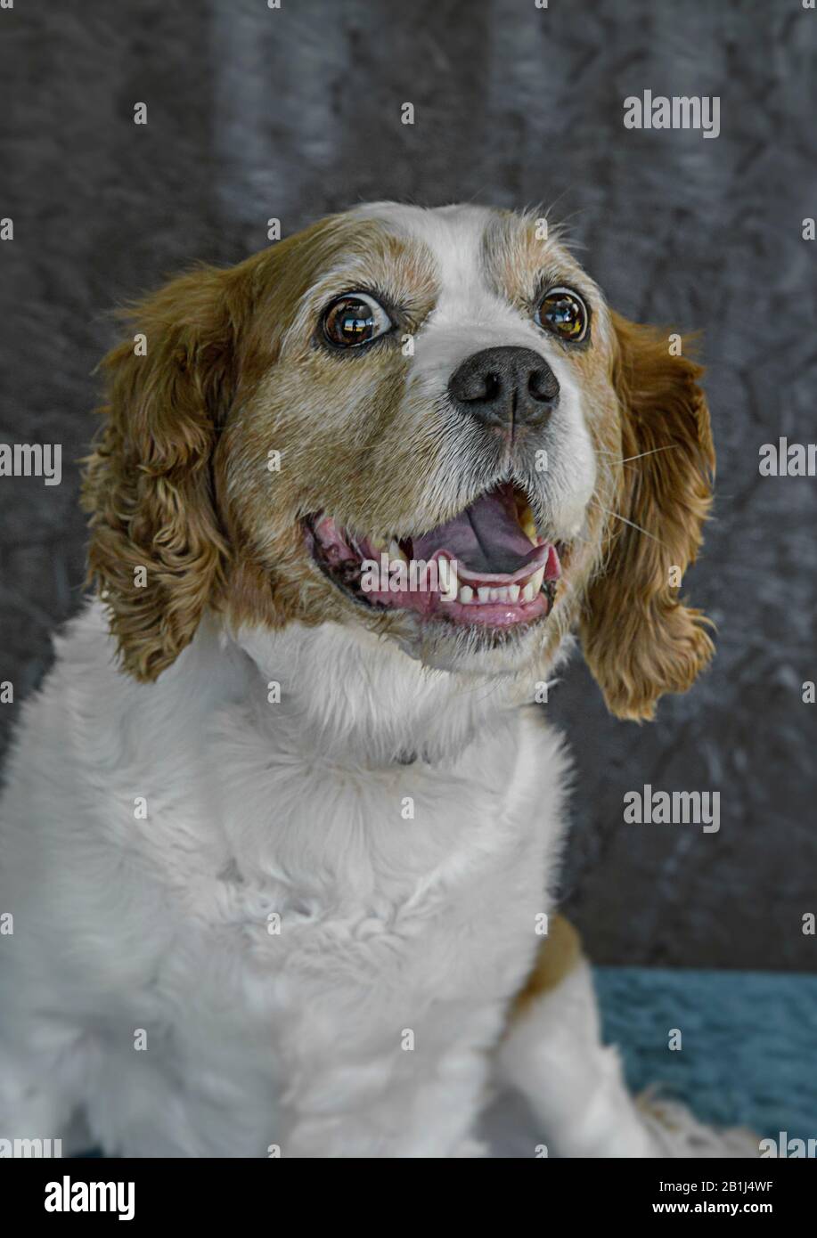 Cute dog Portrait Photograph of a King Charles Spaniel Stock Photo - Alamy