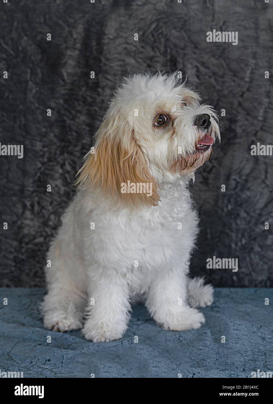 Cute dog Portrait Photograph of a Cavapoo Stock Photo - Alamy