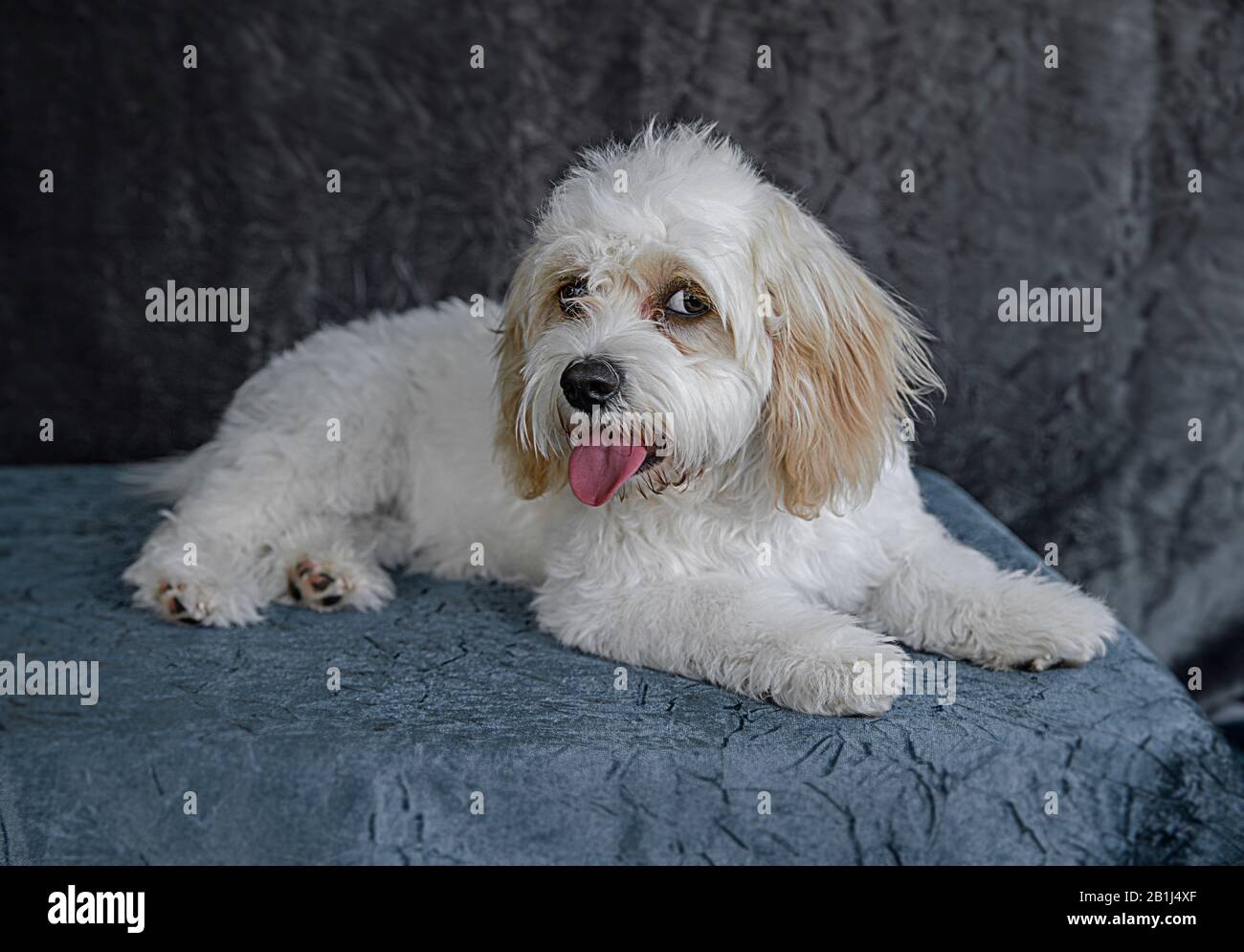 Cute dog Portrait Photograph of a Cavapoo Stock Photo - Alamy
