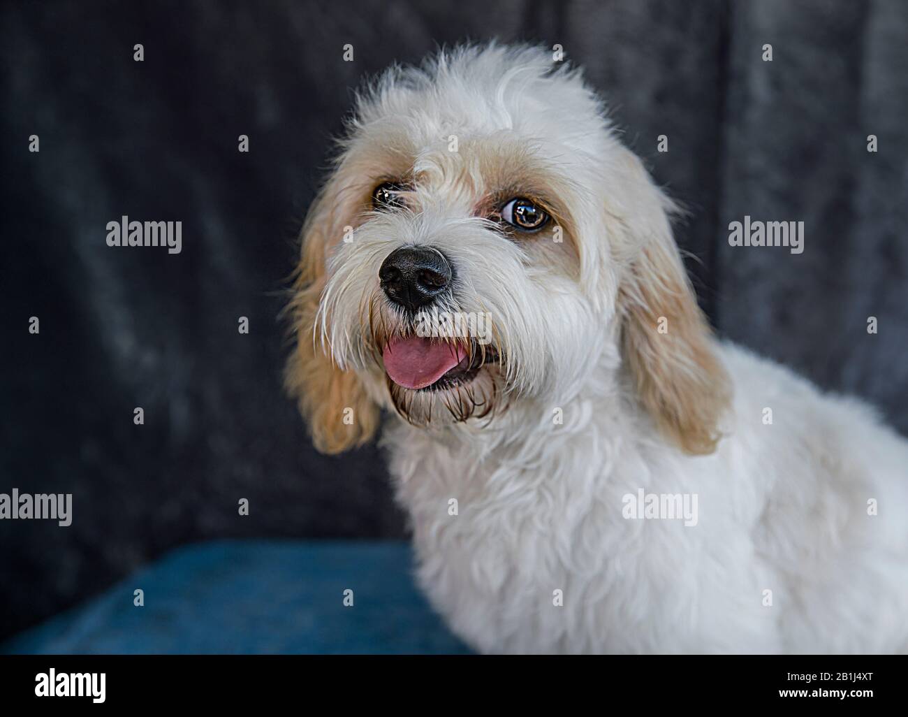 Cute dog Portrait Photograph of a Cavapoo Stock Photo - Alamy