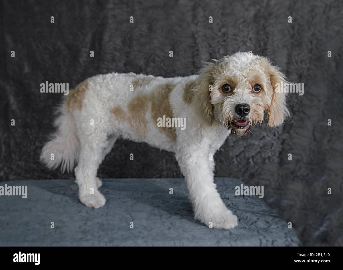 Cute dog Portrait Photograph of a Cavapoo Stock Photo - Alamy