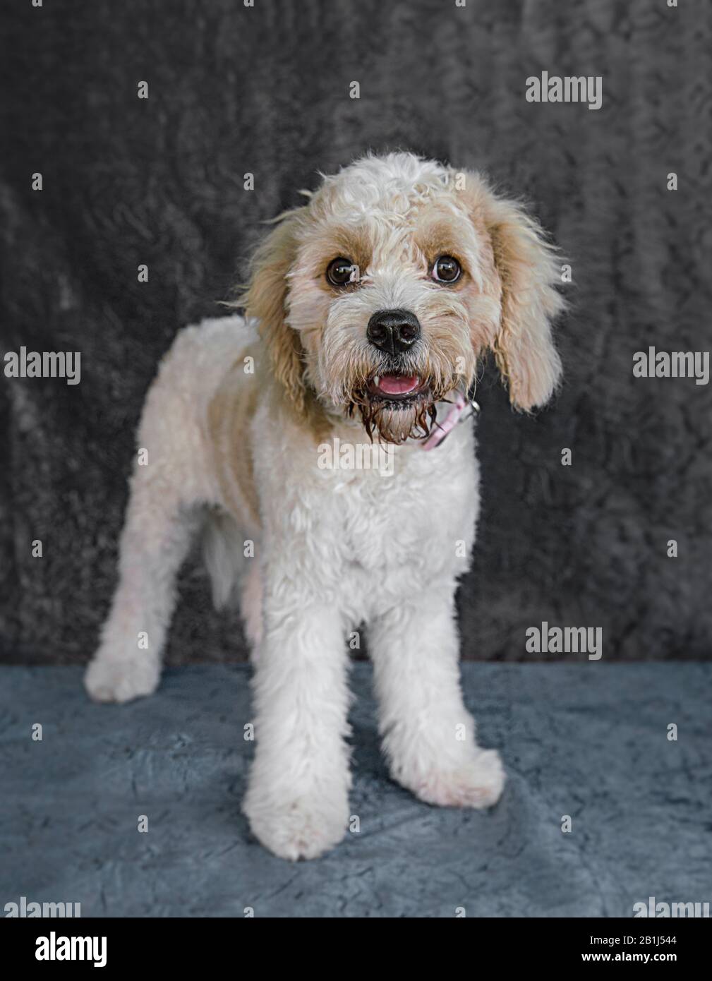 Cockerpoo photograph hi-res stock photography and images - Alamy
