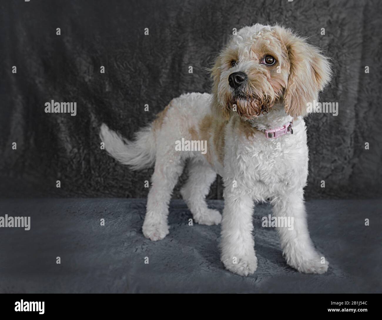 Cute dog Portrait Photograph of a Cavapoo Stock Photo - Alamy