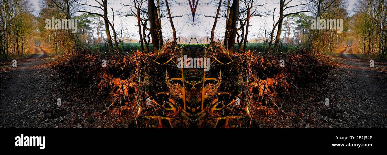 Two split paths in the woodlands Stock Photo - Alamy