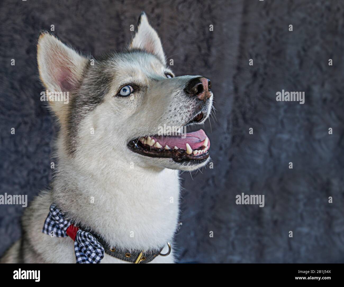 Cute dog Portrait Photograph of a Husky Stock Photo - Alamy