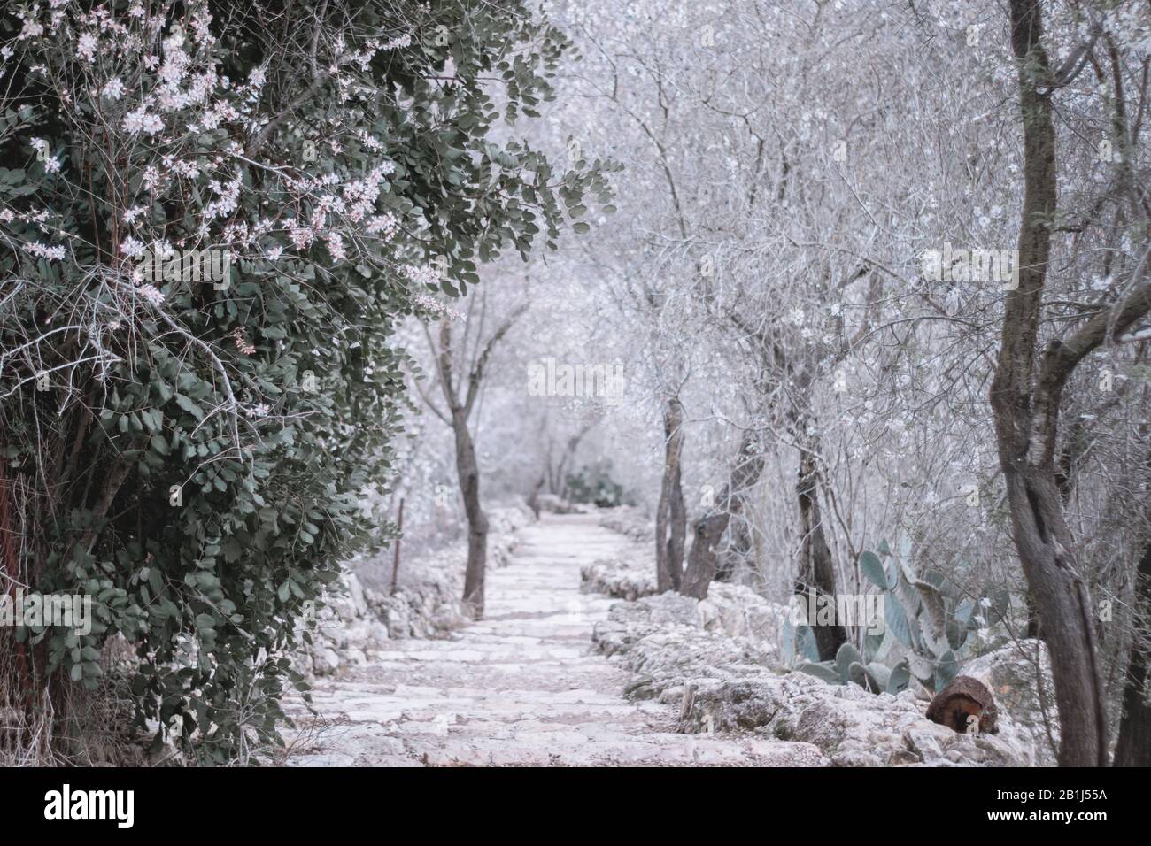 Hike in the Jerusalem Mountains, ancient stairs leading to an ancient ...