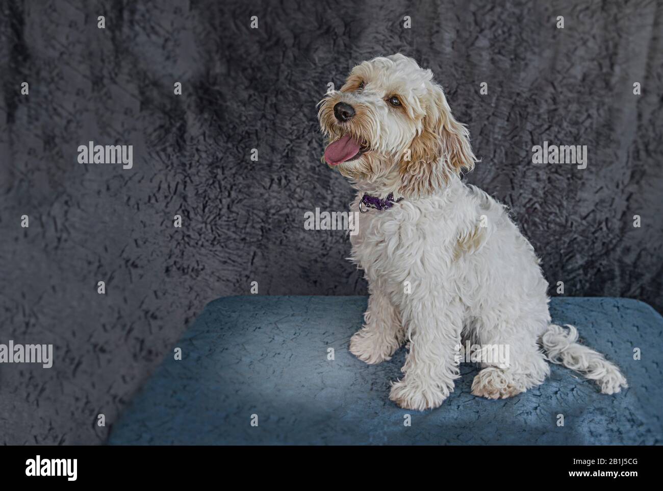 Cute dog Portrait Photograph of a Cavapoo Stock Photo - Alamy