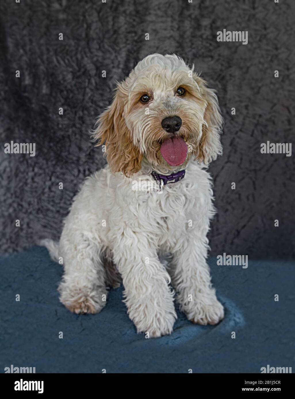 Cute dog Portrait Photograph of a Cavapoo Stock Photo - Alamy