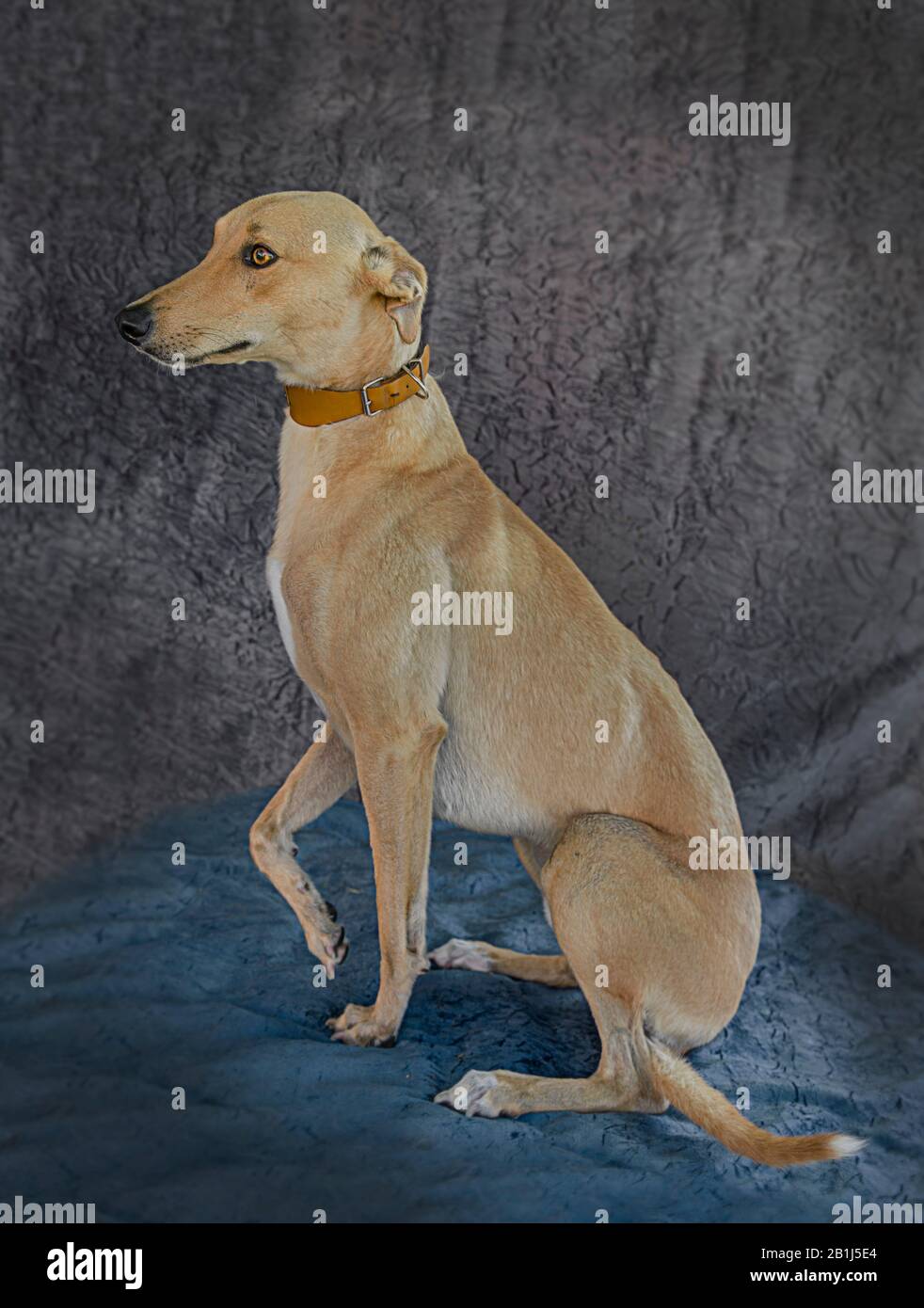 Cute dog Portrait Photograph of a Greyhound Stock Photo - Alamy