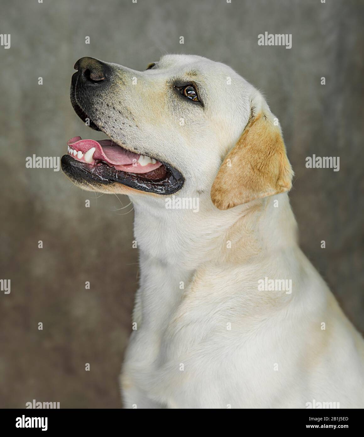 Cute dog Portrait Photograph of a Labrador Stock Photo - Alamy