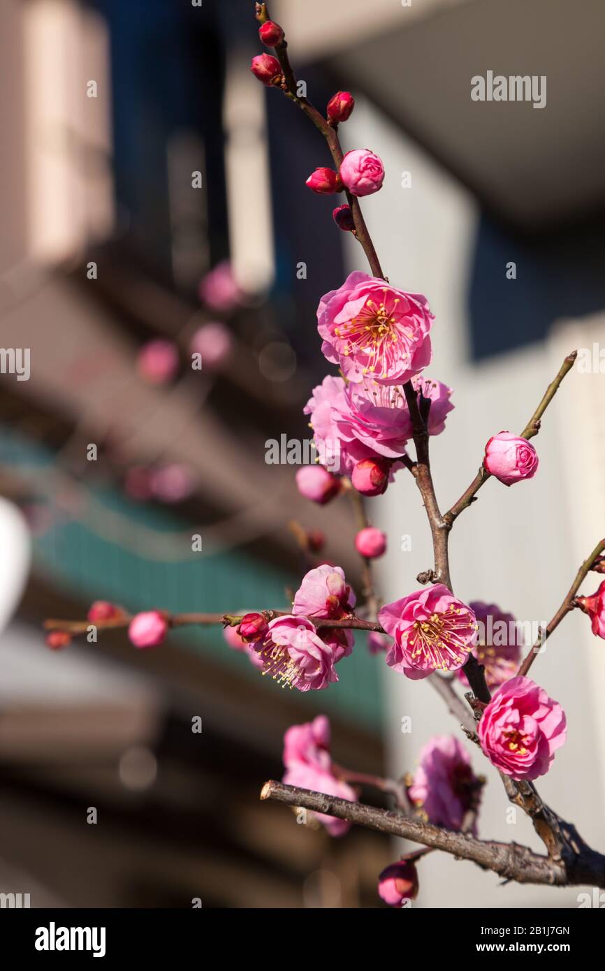 Pink blossom sukura flowers on a spring day in Japan., Beautiful ...