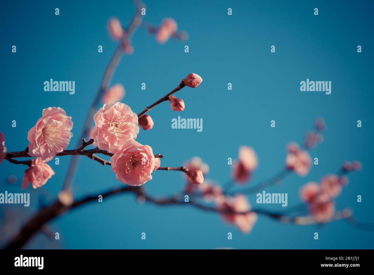 Pink blossom sukura flowers on a spring day in Japan., Beautiful ...