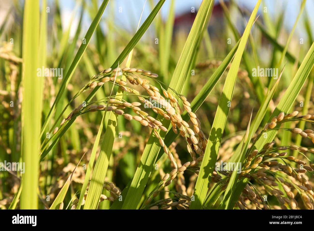 Ripening rice in a paddy field., Green rice plant Stock Photo - Alamy