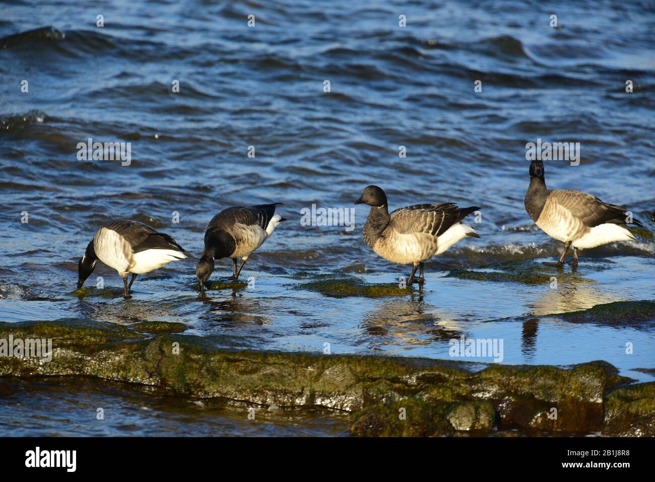 Brent Geese Winter migratory birds from Siberia on their Scottish ...