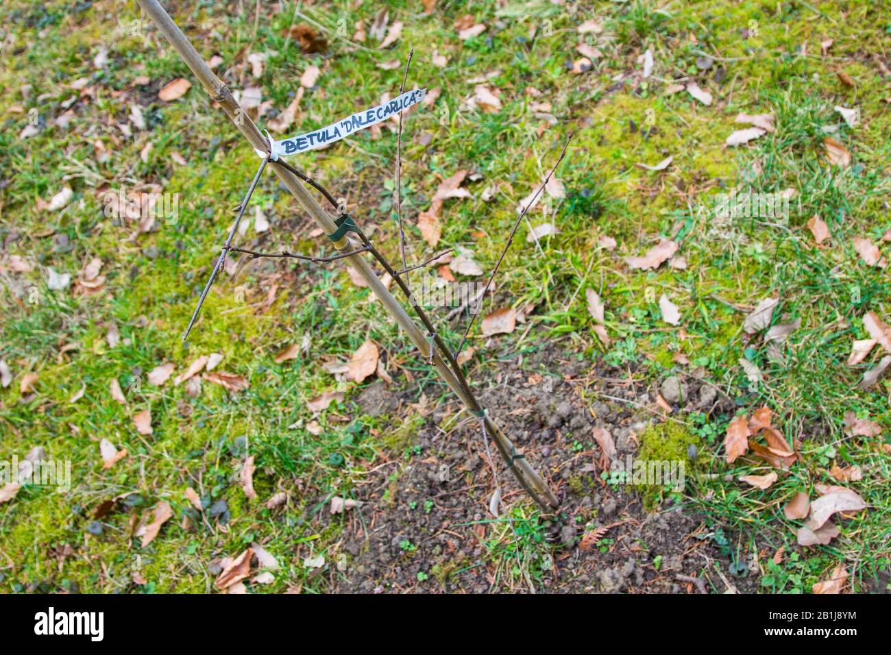 Swedish ornas birch tree hi-res stock photography and images - Alamy