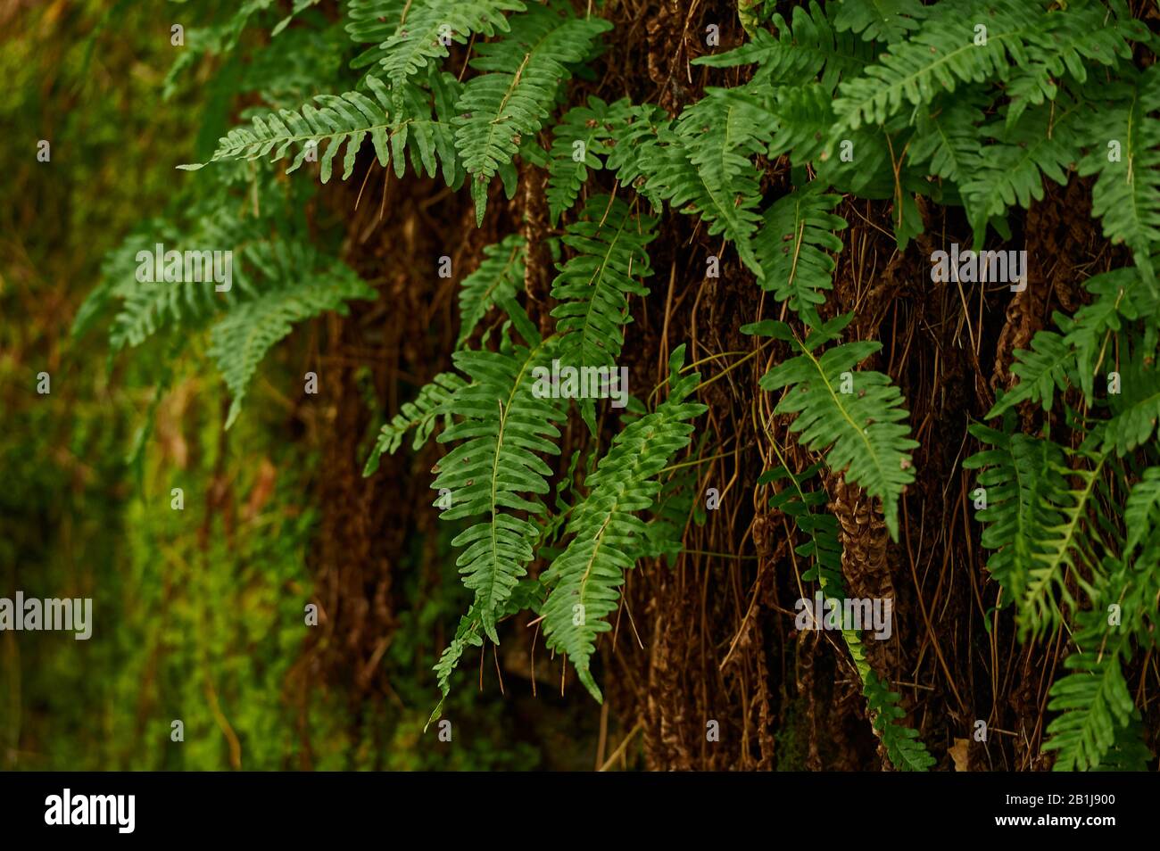 fern growing on the rock Stock Photo - Alamy