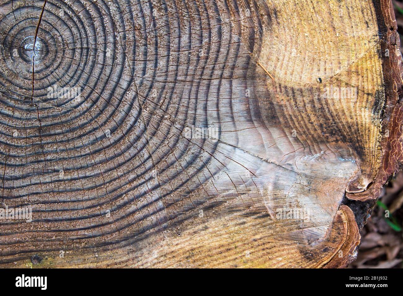 Tree trunk cross section hi-res stock photography and images - Alamy