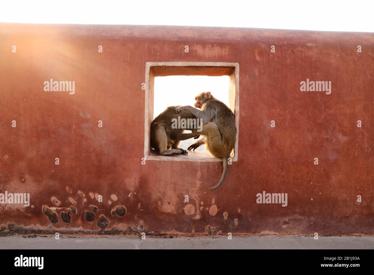 Two monkeys are playing in the window - Jaipur, Rajasthan, India Stock ...