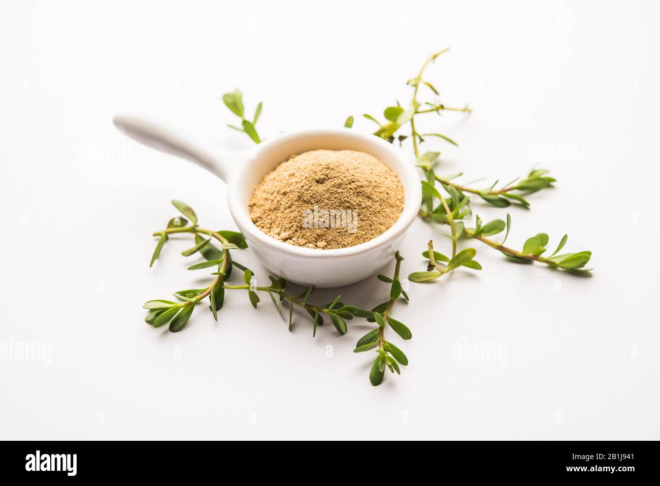 Bacopa monnieri herb plant or Ayurvedic Brahmi plant with powder in a ...