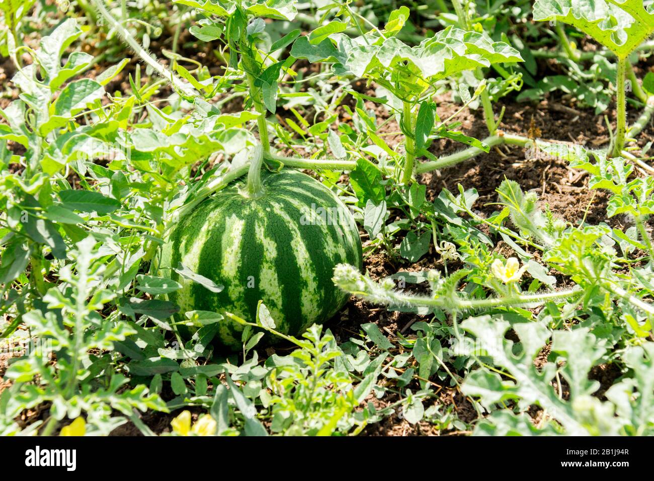 Melon growing on ground hi-res stock photography and images - Alamy