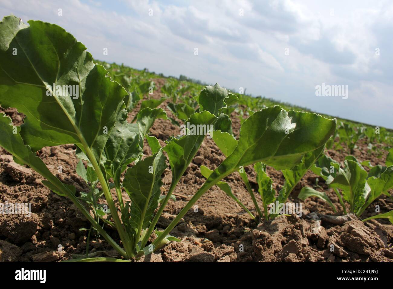 Field plants rows turnip hi-res stock photography and images - Alamy