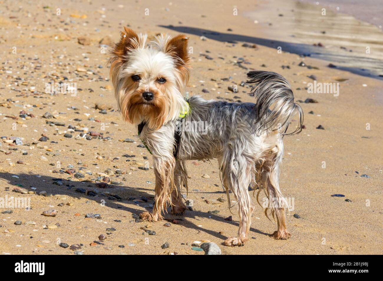 Young Yorkshire terrier is walking and having fun on the beach. Feel ...