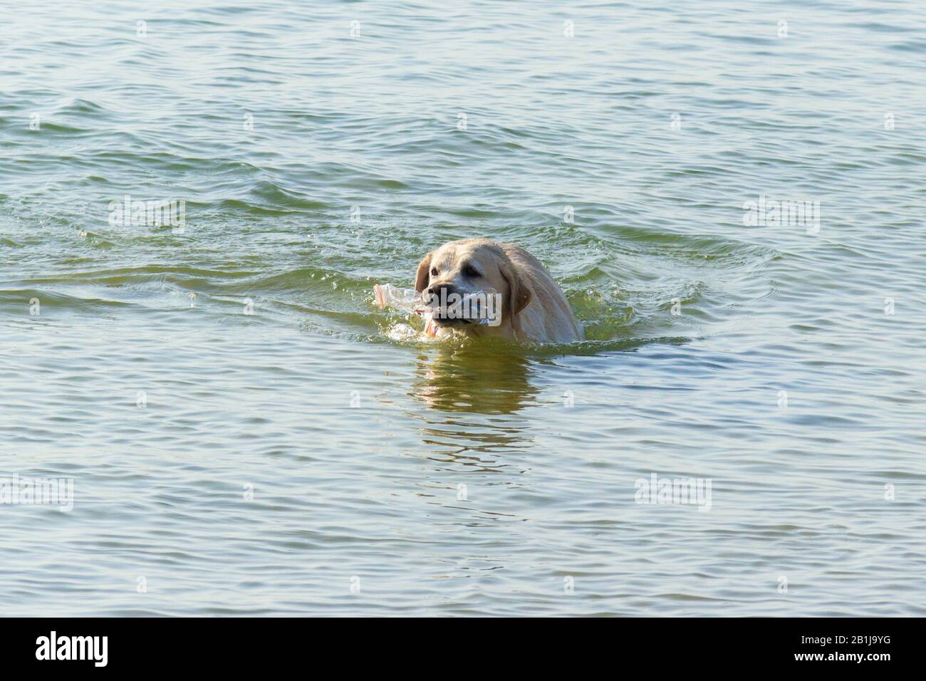Dog rubbish beach hi-res stock photography and images - Alamy