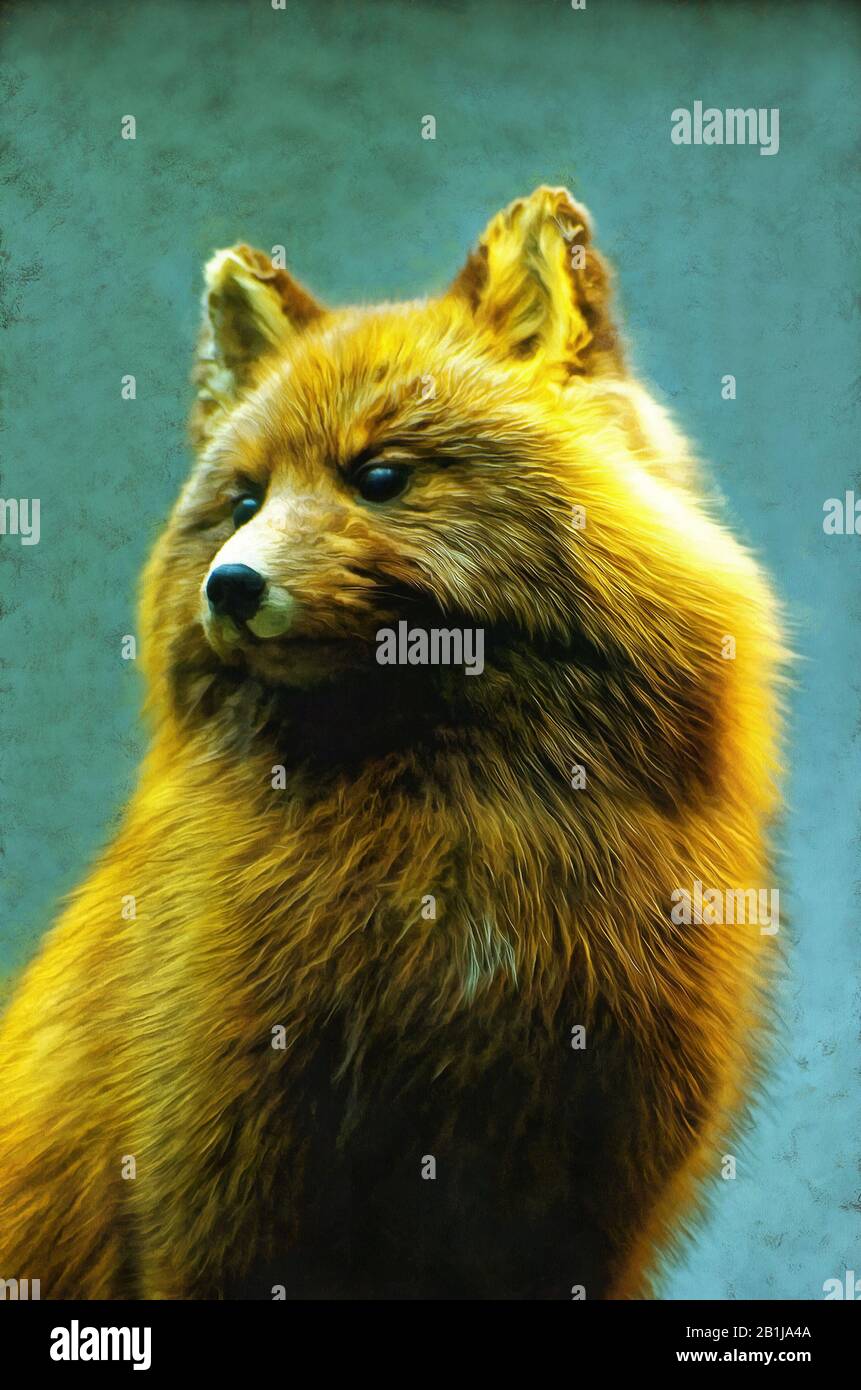 Red fox calendar image hi-res stock photography and images - Alamy