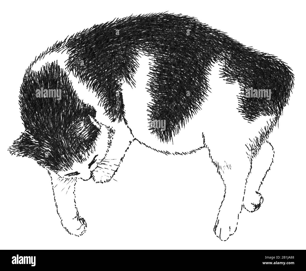 Sleeping cat illustration Cut Out Stock Images & Pictures - Alamy