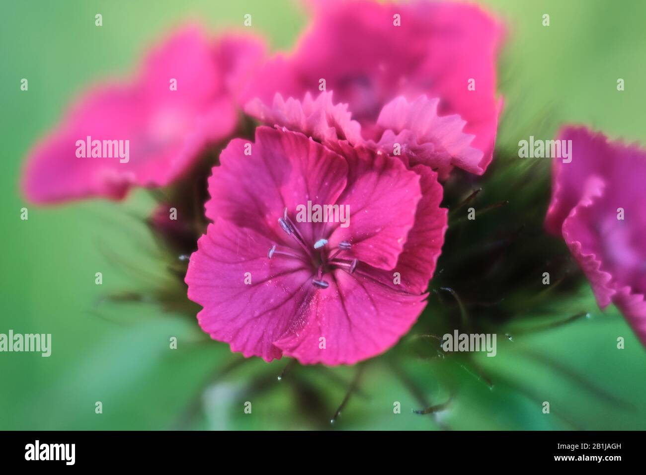 Purple flowers of Turkish carnation Stock Photo - Alamy