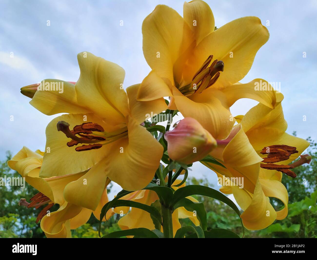 Group of three lilies hi-res stock photography and images - Alamy