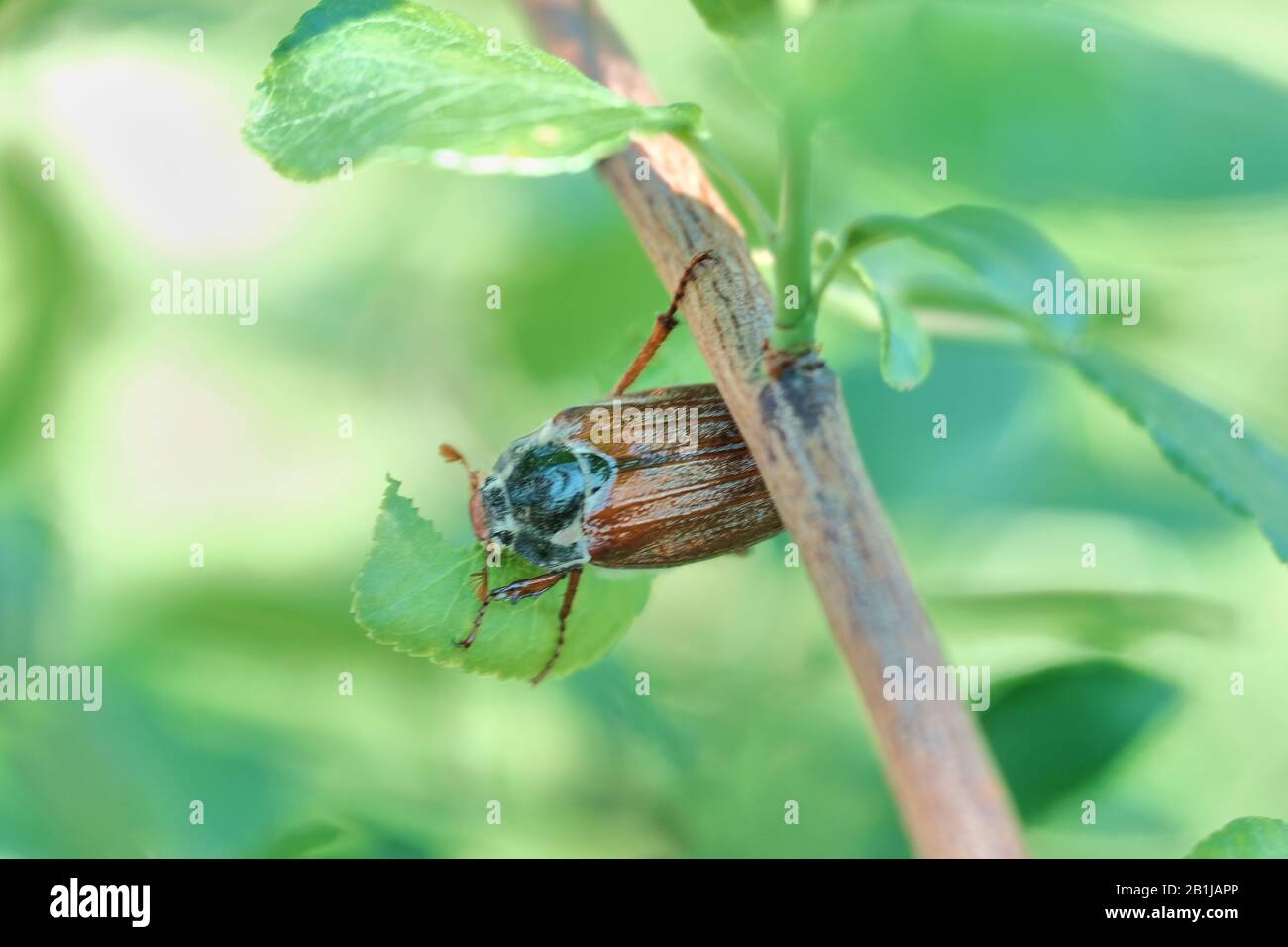 Raspberry beetle hi-res stock photography and images - Alamy