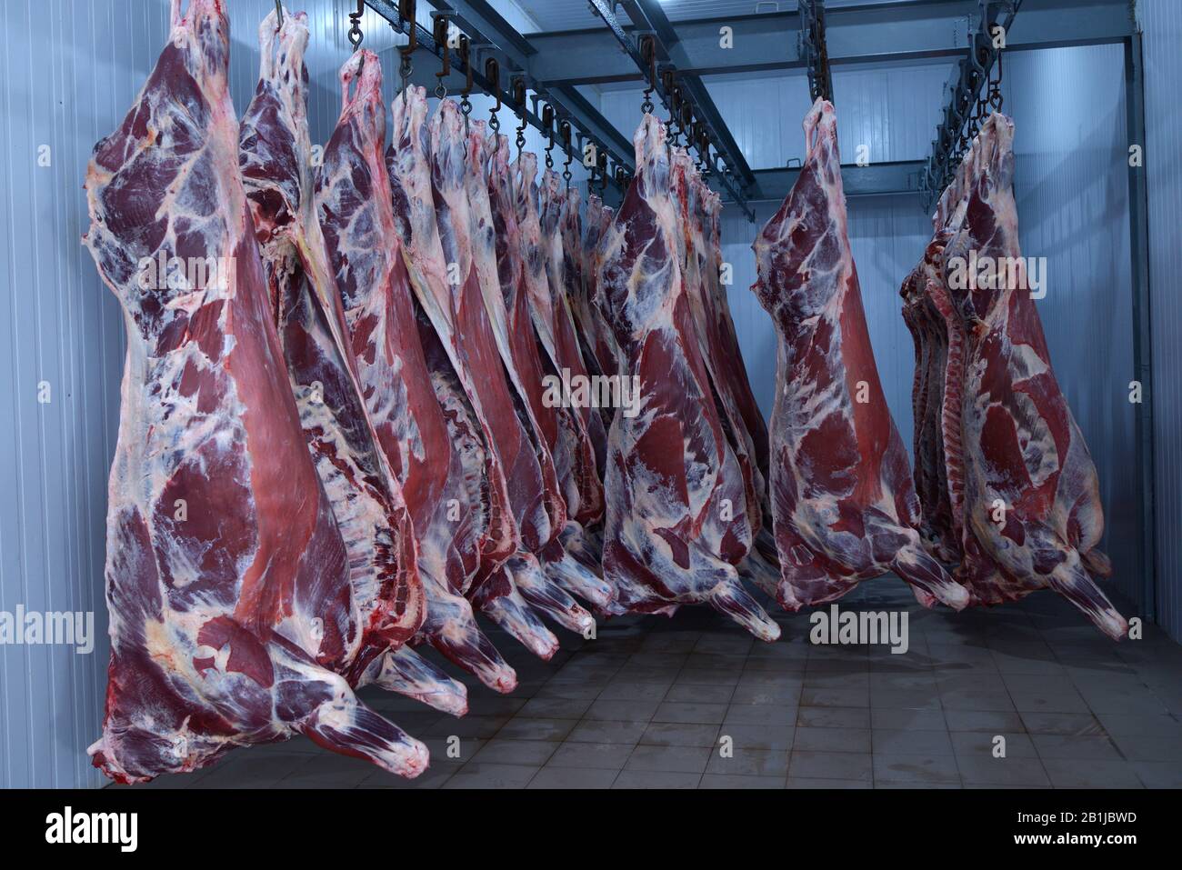 At the slaughterhouse. Carcasses raw meat beef hooked in the freezer ...