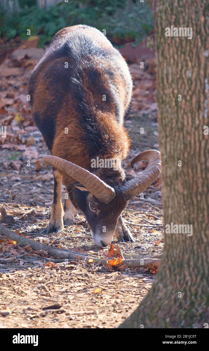 Big Horned Goat High Resolution Stock Photography and Images - Alamy
