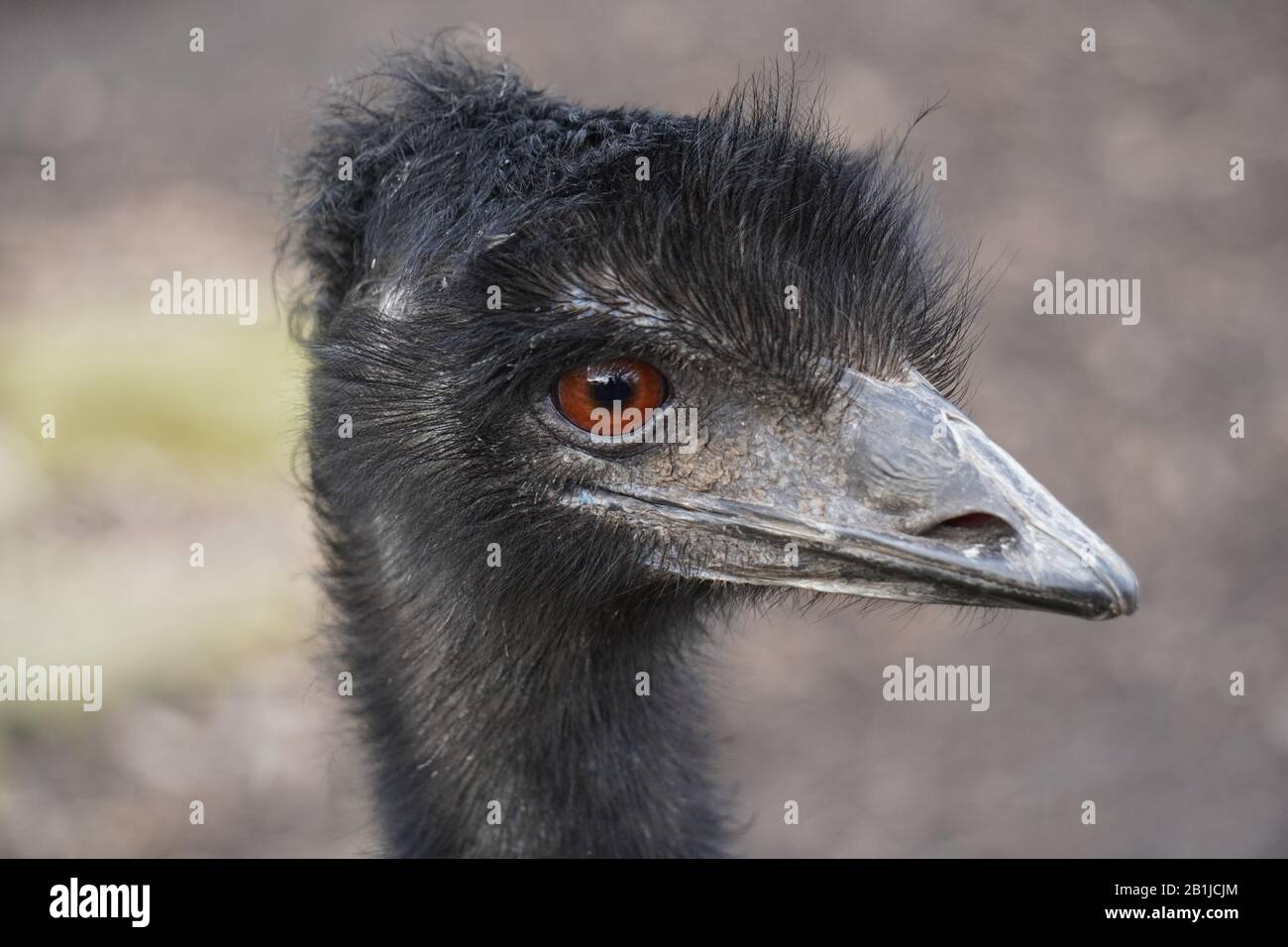Emu face hi-res stock photography and images - Alamy