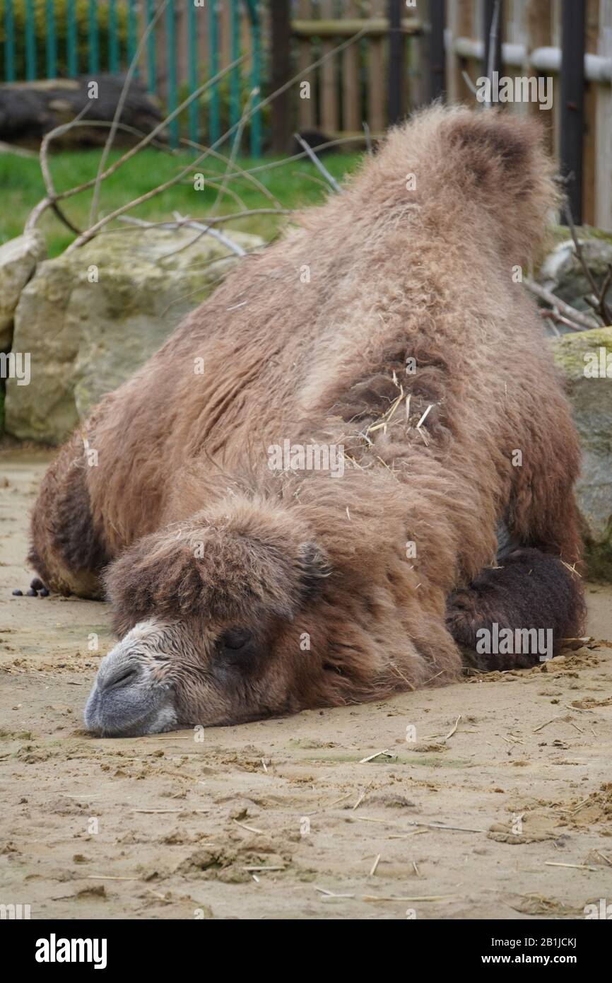 C bactrianus hi-res stock photography and images - Alamy