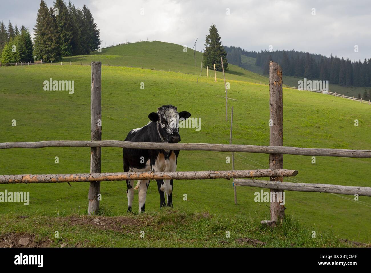 Cow behind hi-res stock photography and images - Alamy