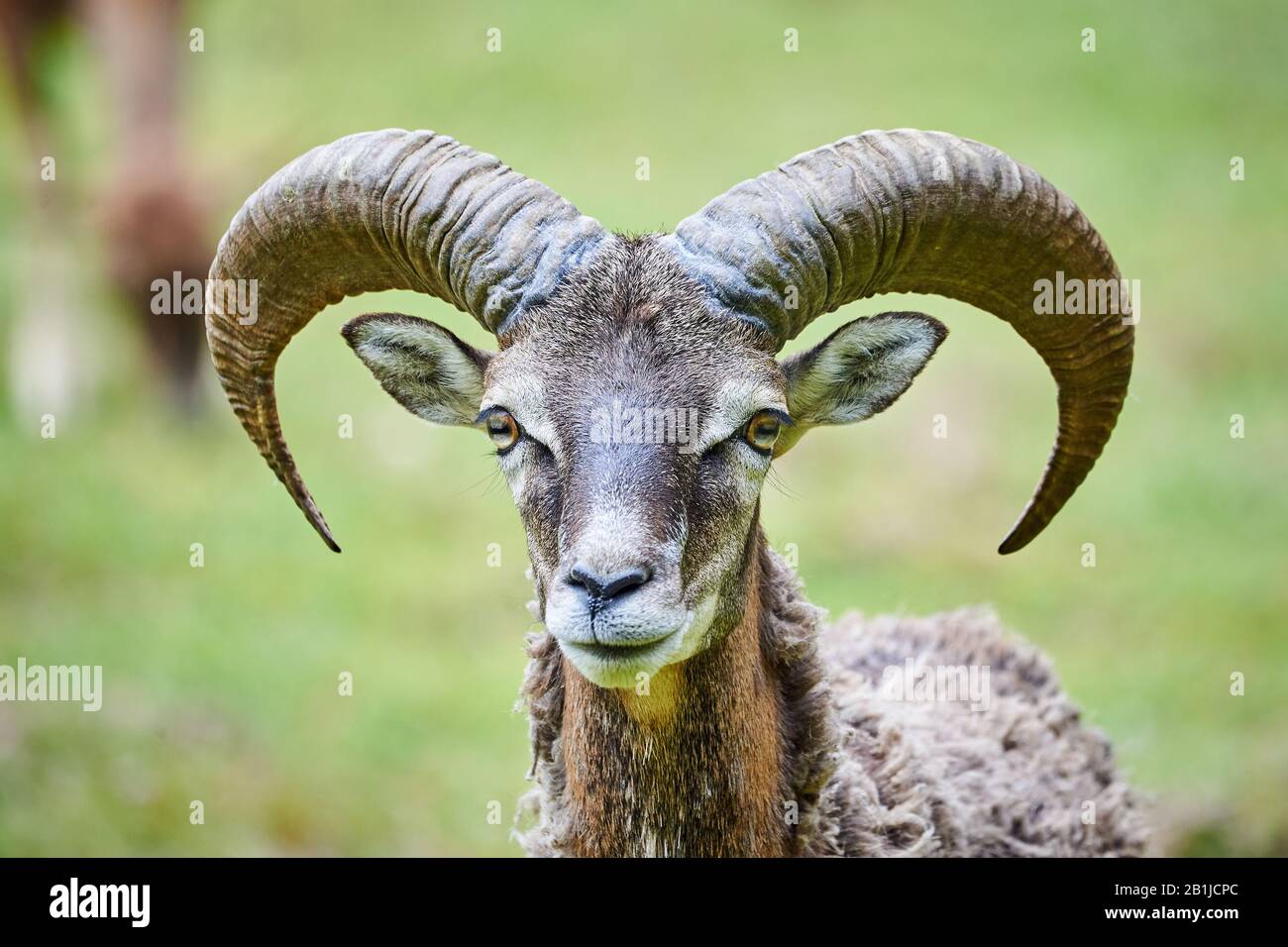 Mouflon Male Head Closeup (Ovis Orientalis Stock Photo - Alamy