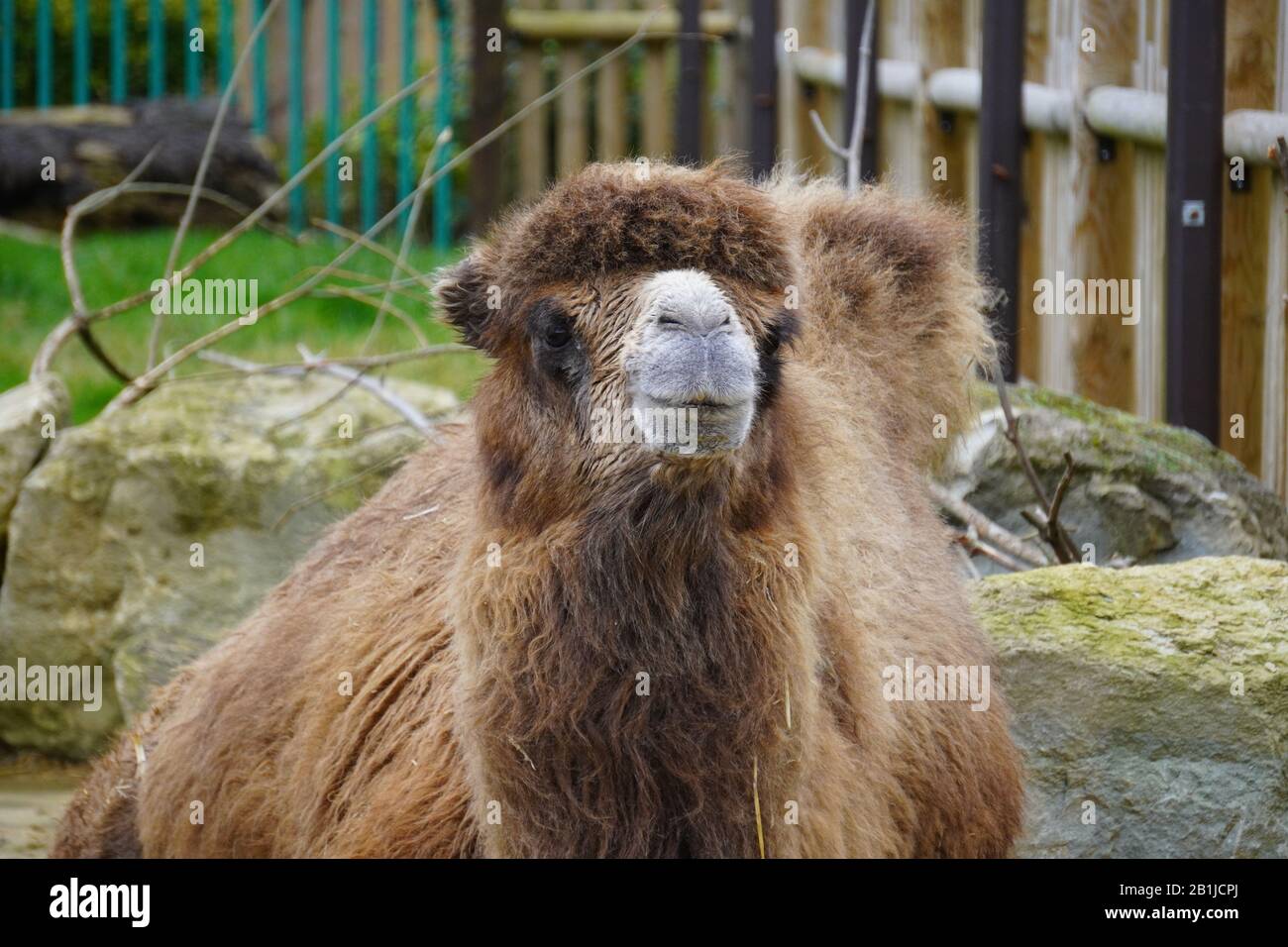 C bactrianus hi-res stock photography and images - Alamy