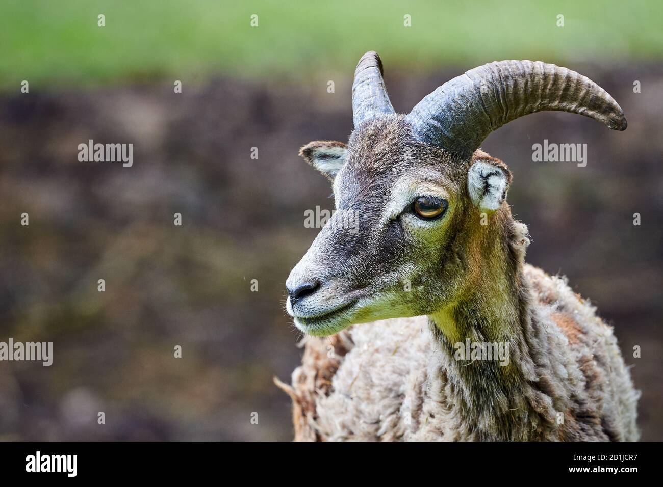 Mouflon Male Head Closeup (Ovis Orientalis Stock Photo - Alamy