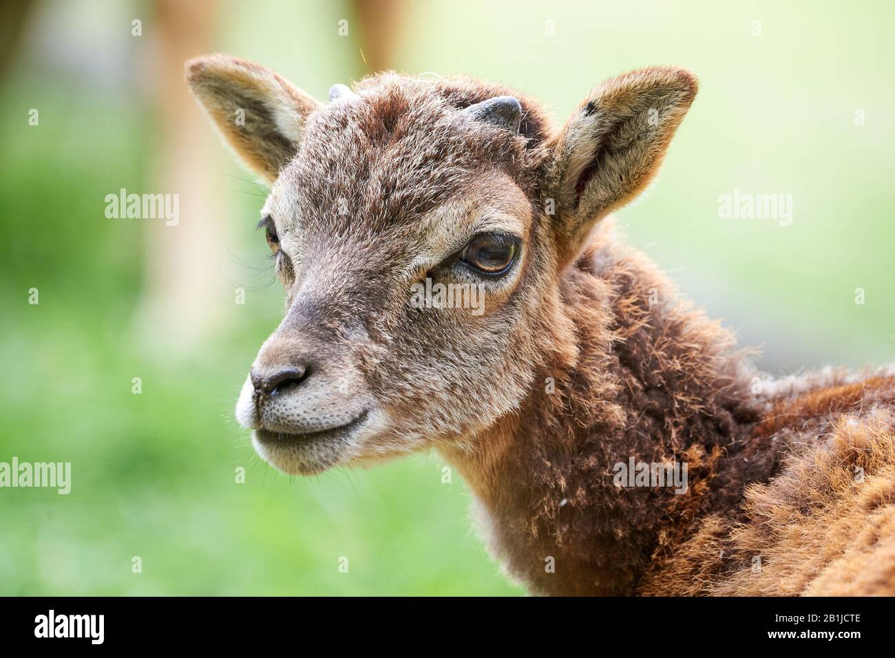 Young Mouflon Head Closeup (Ovis Orientalis Stock Photo - Alamy