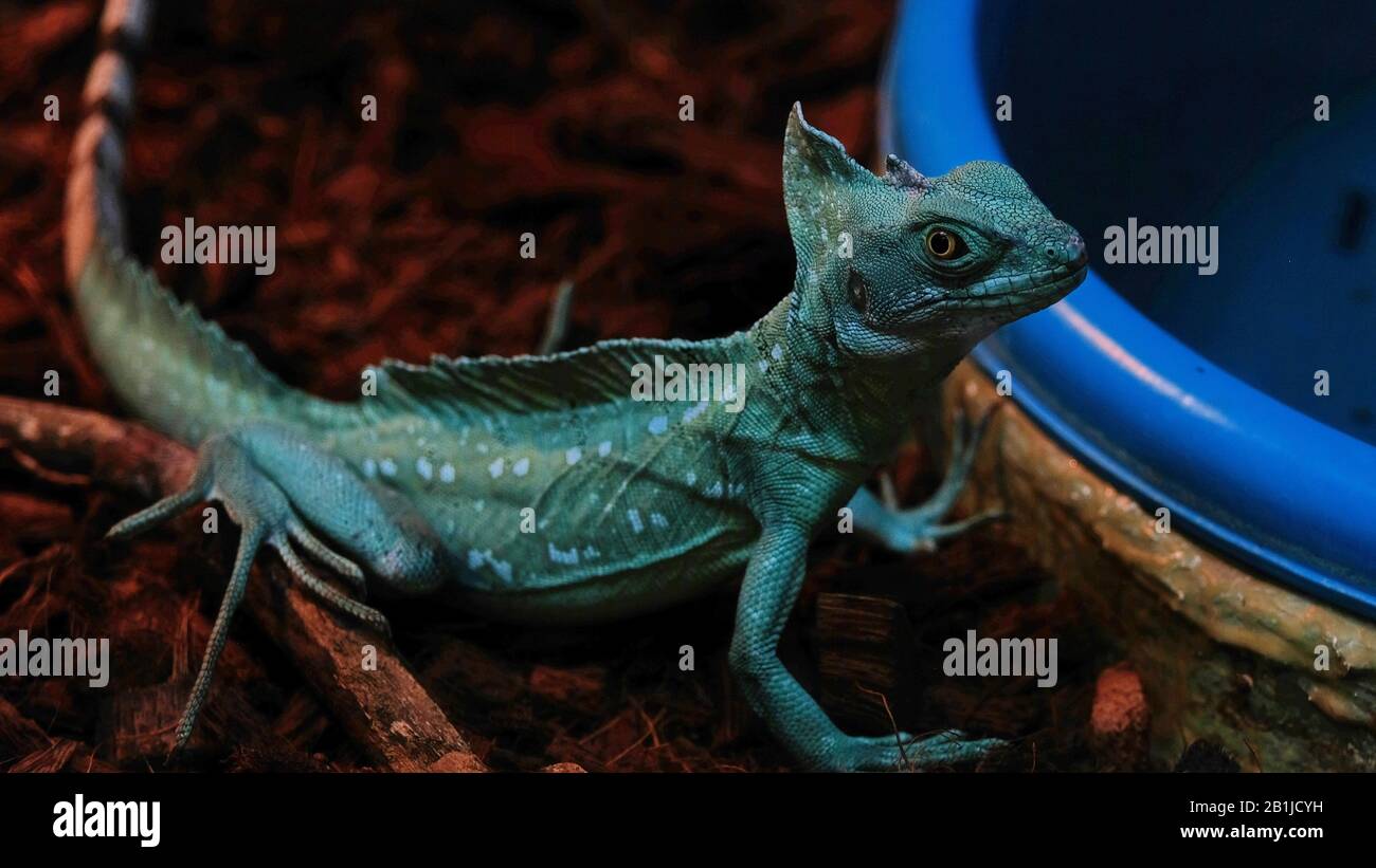 Blue chameleon hi-res stock photography and images - Alamy