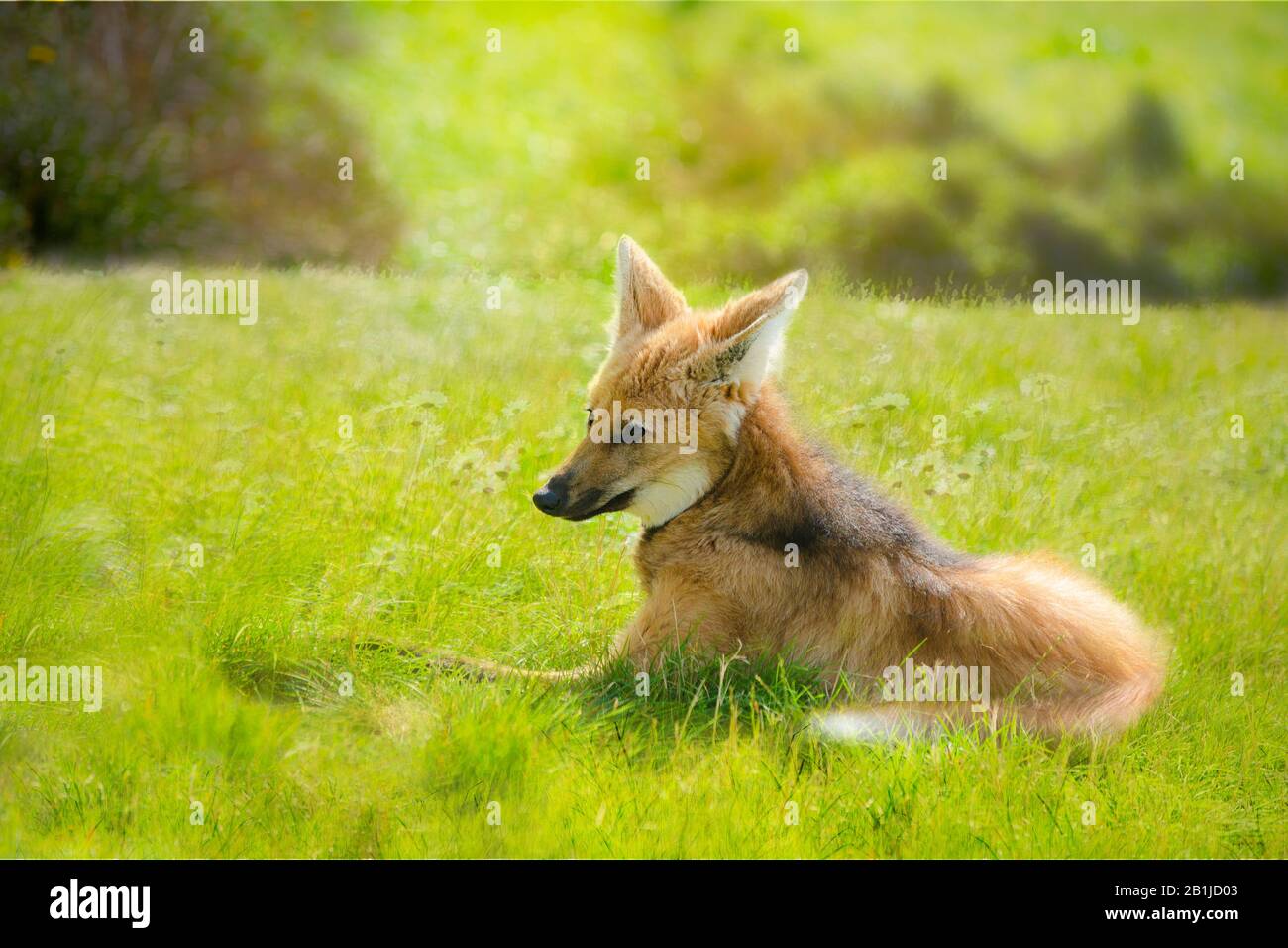 Golden maned hi-res stock photography and images - Alamy