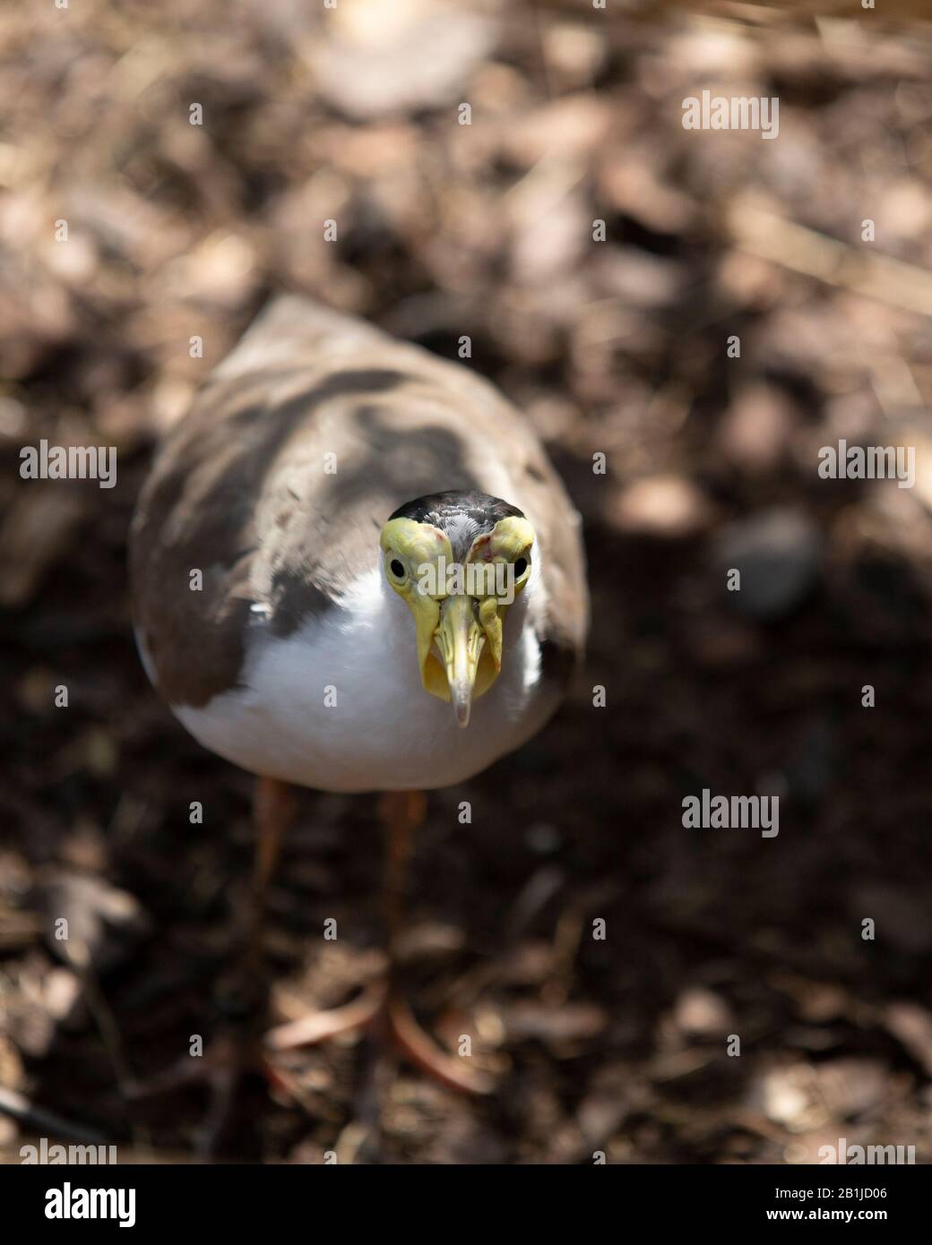 Australian bird, the masked lapwing "vanellus miles" also called the ...