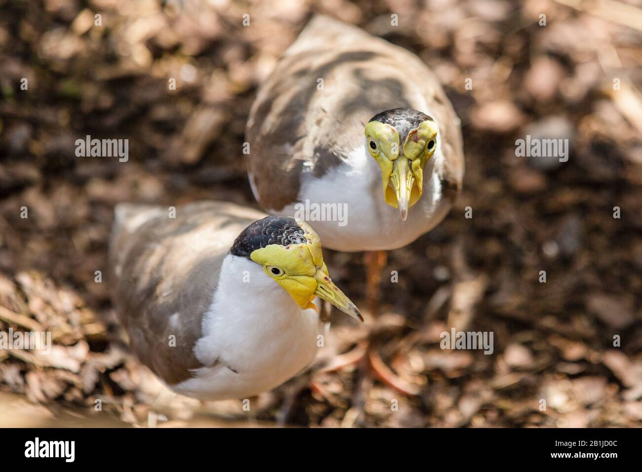 Australian bird, the masked lapwing "vanellus miles" also called the ...