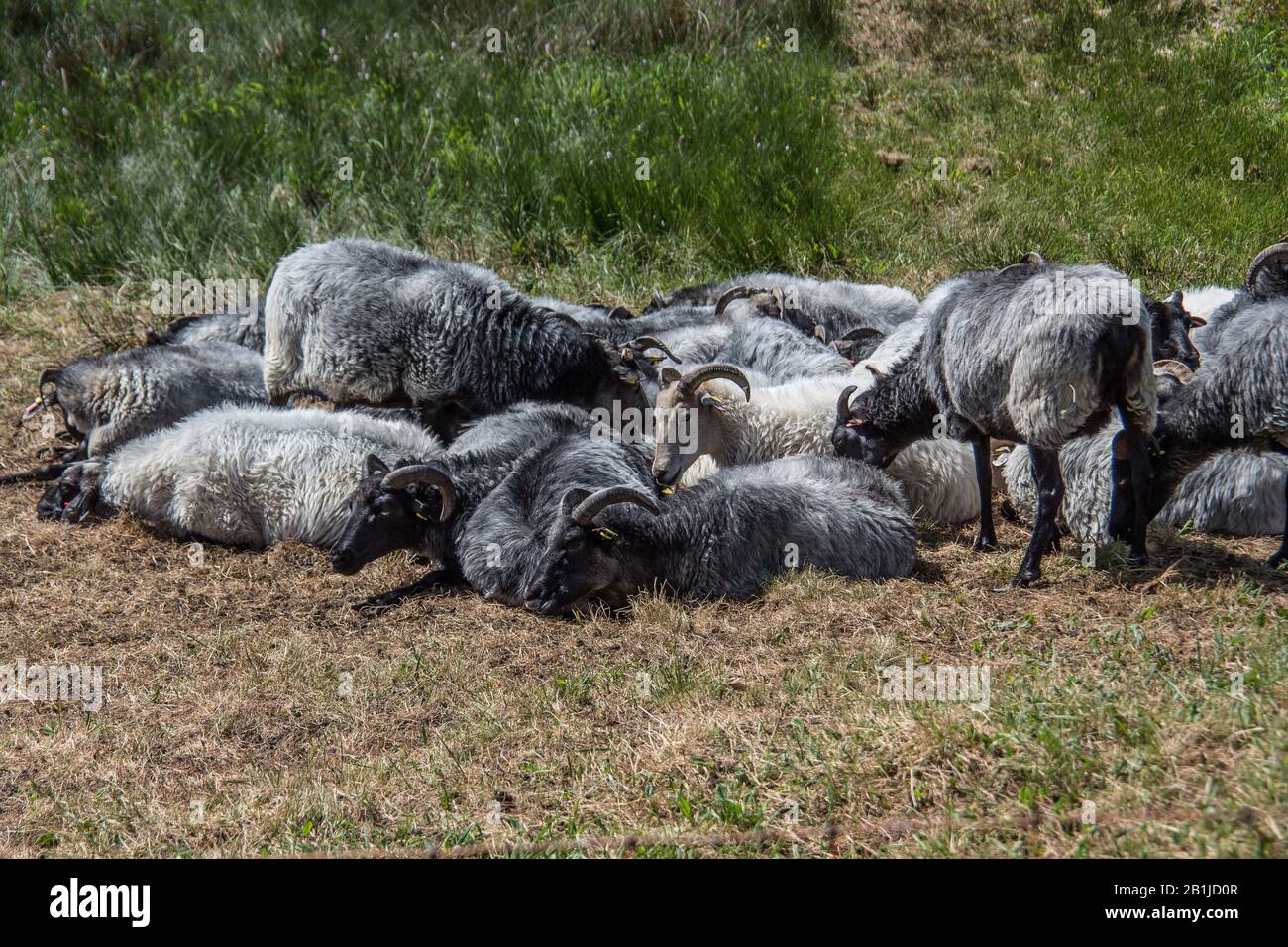 Horned ruminants hi-res stock photography and images - Alamy