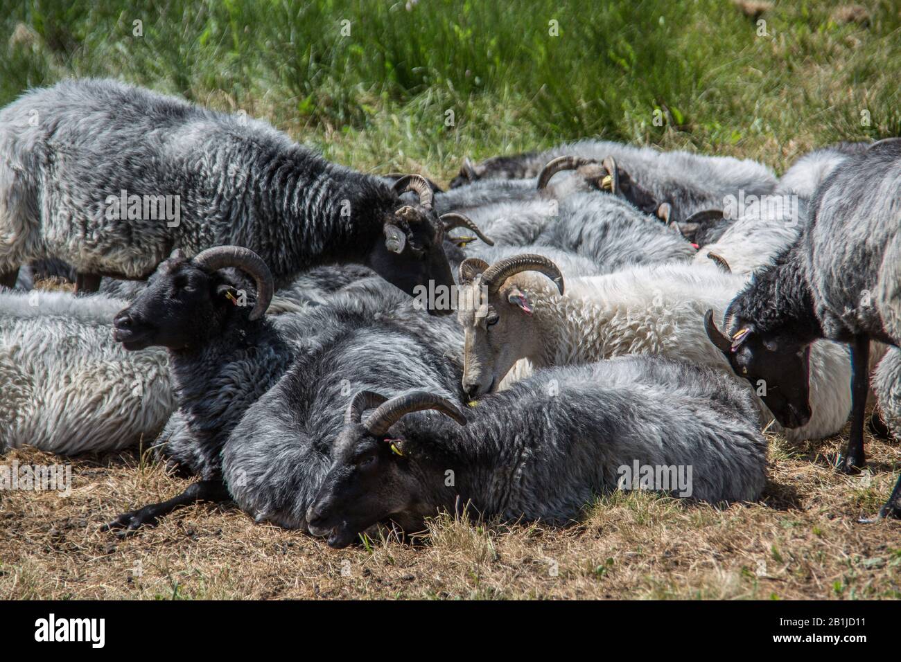 Horned ruminants hi-res stock photography and images - Alamy